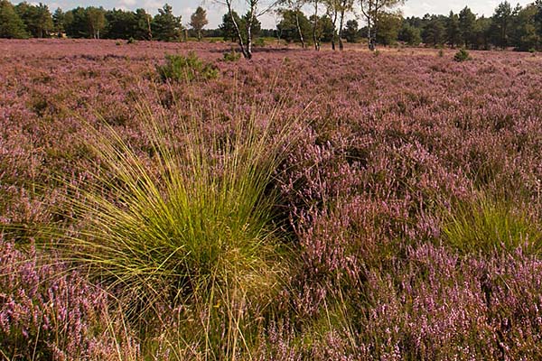 Heidelandschaft - JÜRGEN BORRIS - NATURFOTOGRAFIE